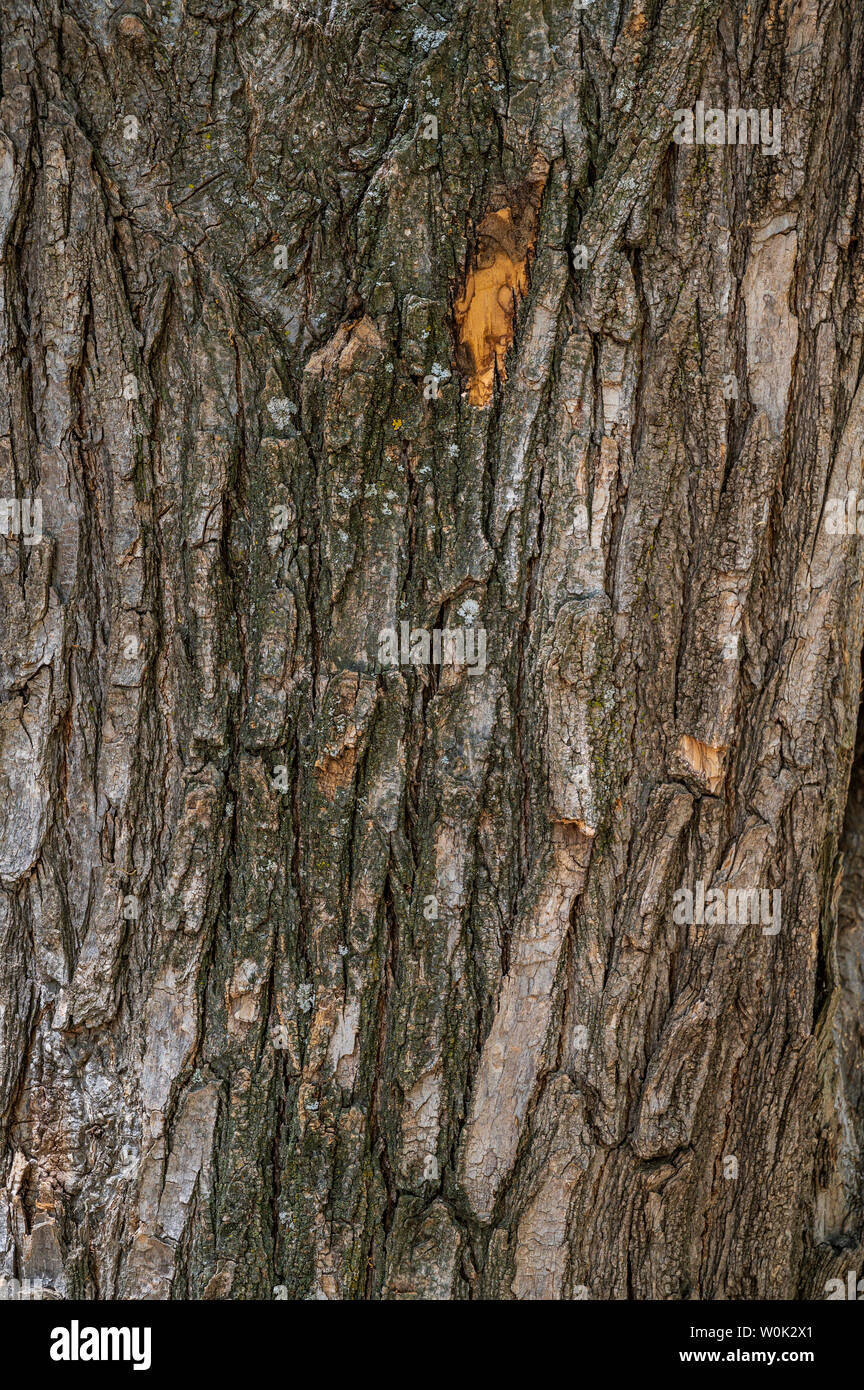 Tree trunk close up Stock Photo - Alamy