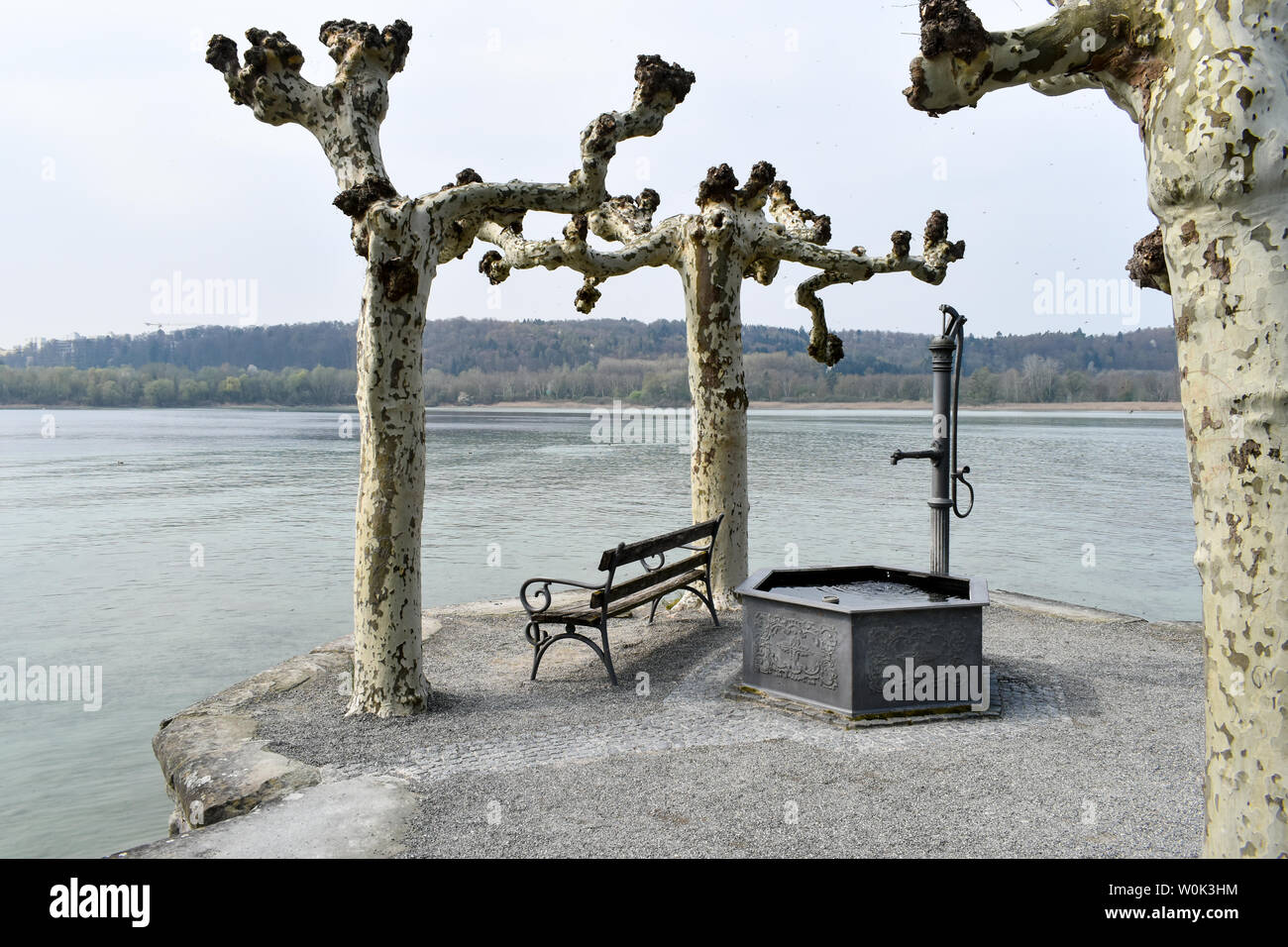 Sycamore tree in early spring Stock Photo - Alamy