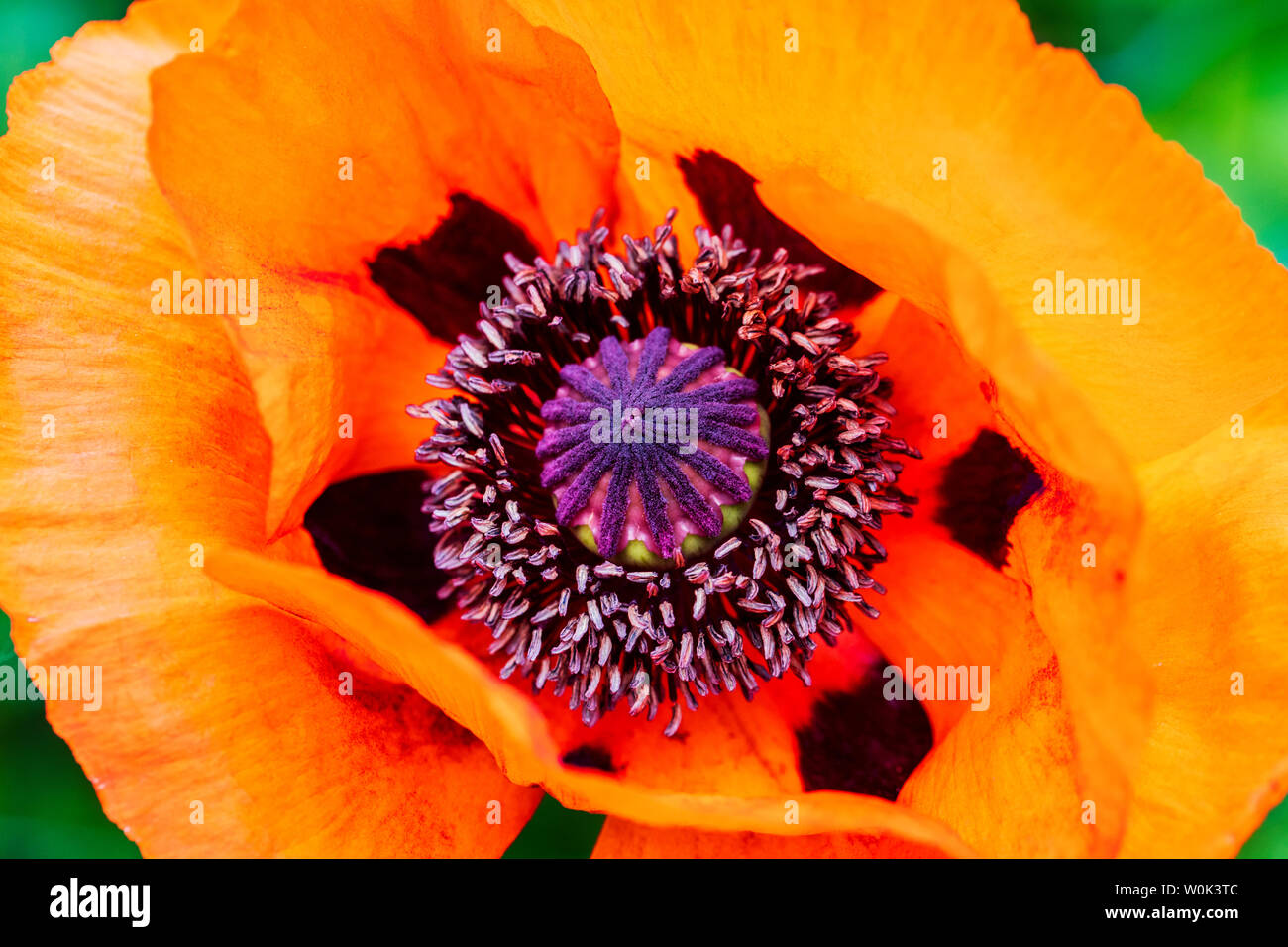 Orange Annual Flowers High Resolution Stock Photography and Images - Alamy