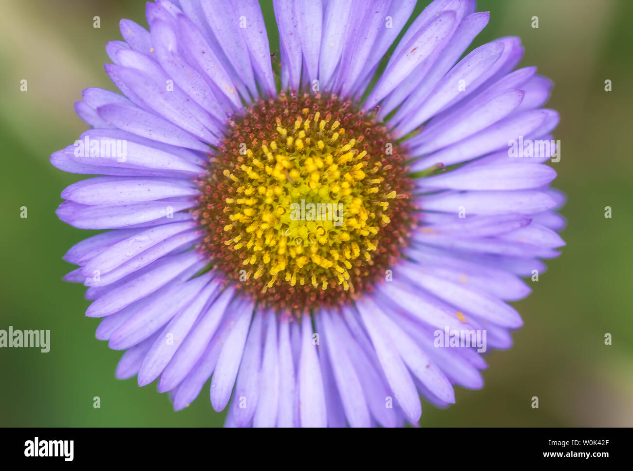 Seaside daisy hi-res stock photography and images - Alamy