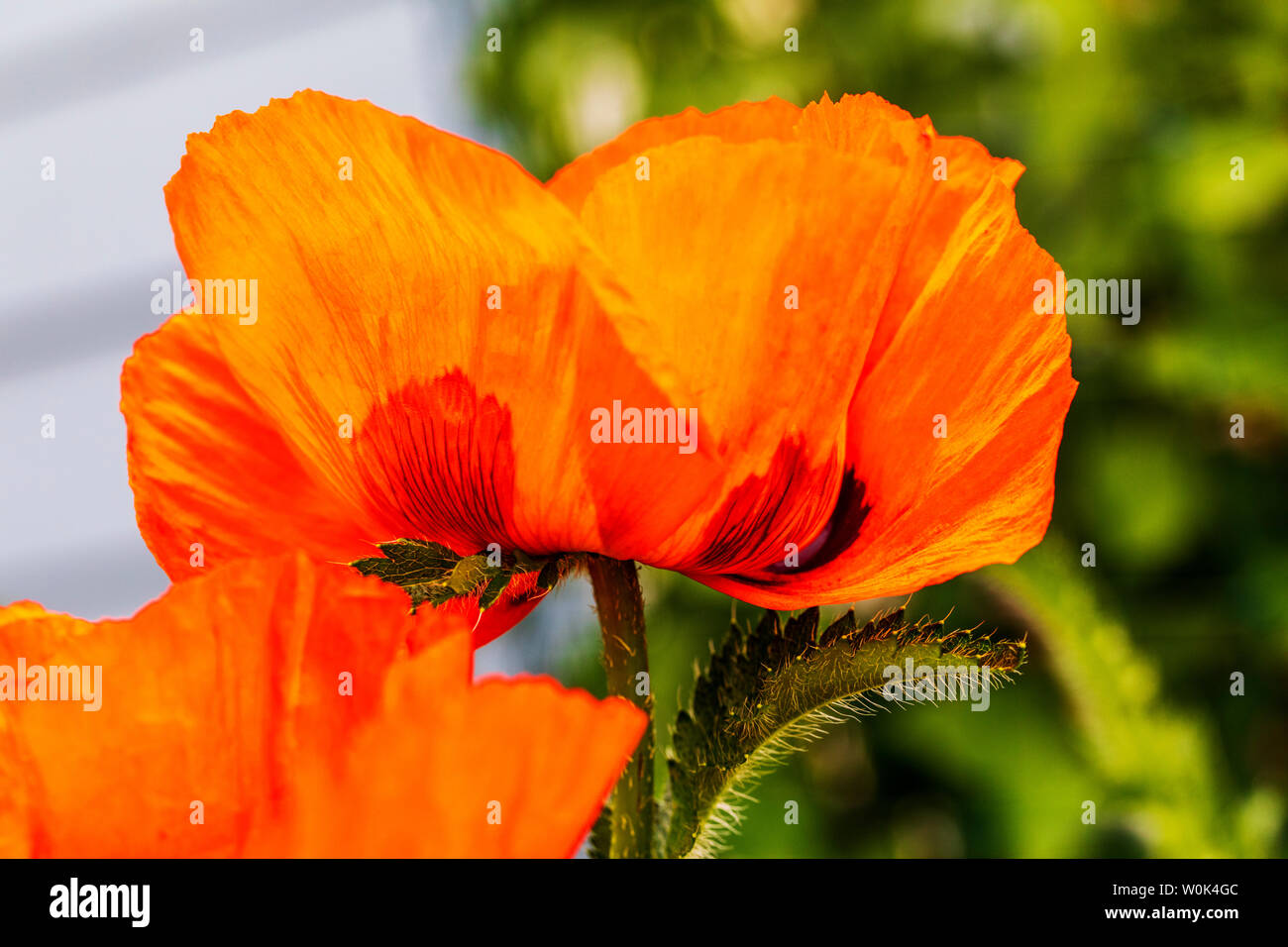 Orange red color poppies in full bloom; Papaveroideae; Papaveraceae ...