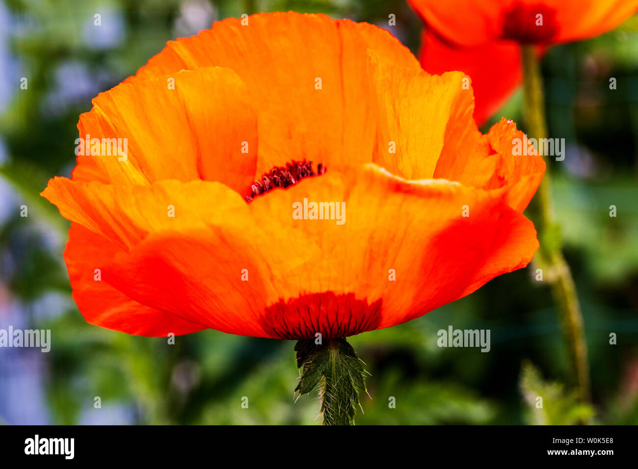 Orange red color poppies in full bloom; Papaveroideae; Papaveraceae ...