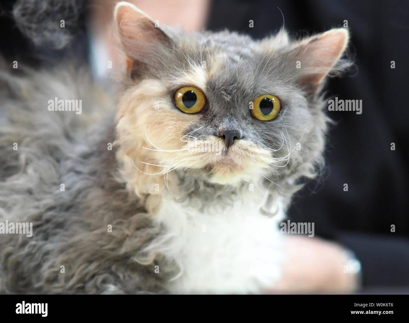 Selkirk rex cat hi-res stock photography and images - Alamy
