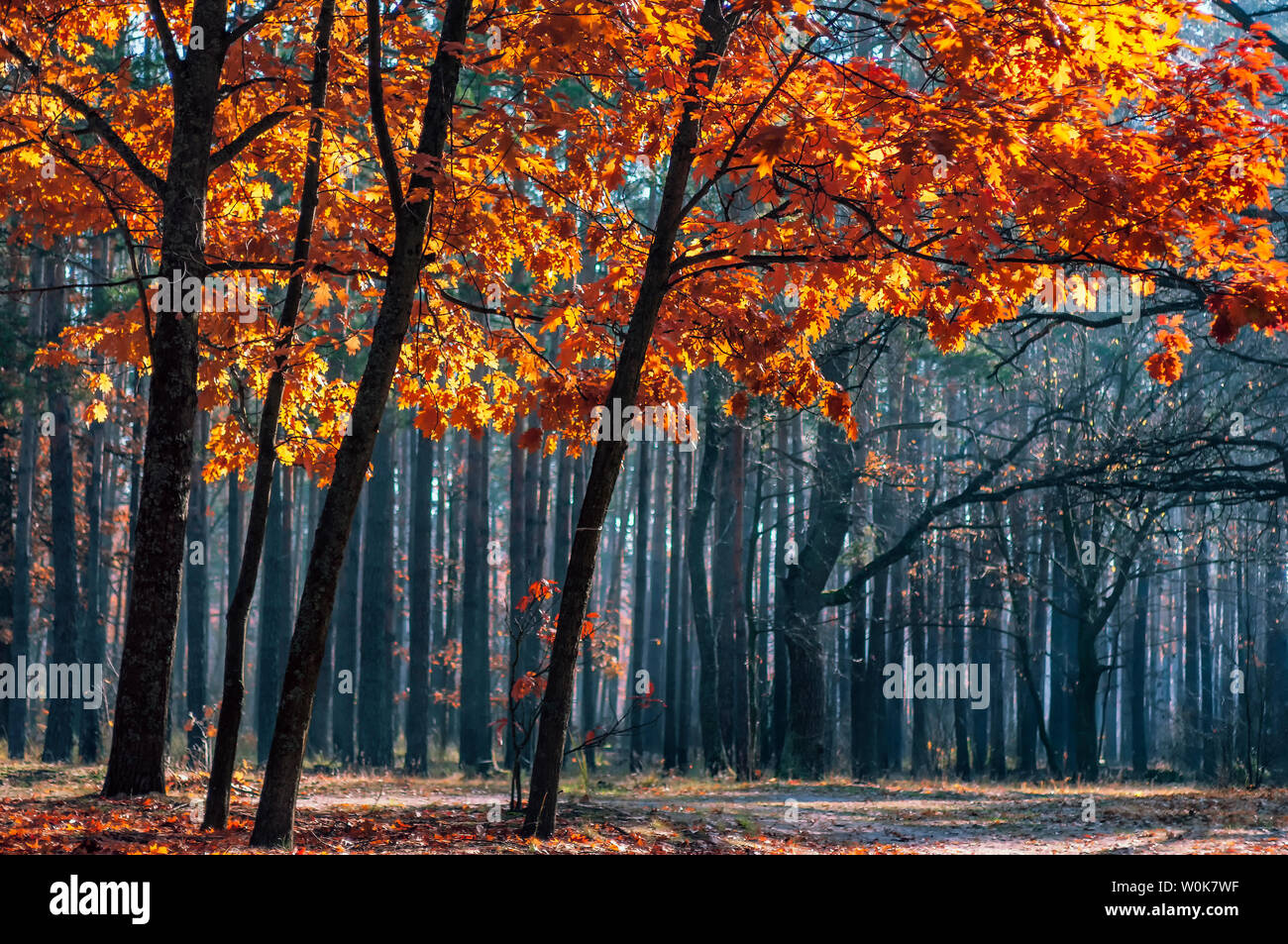 Magic autumn hi-res stock photography and images - Alamy