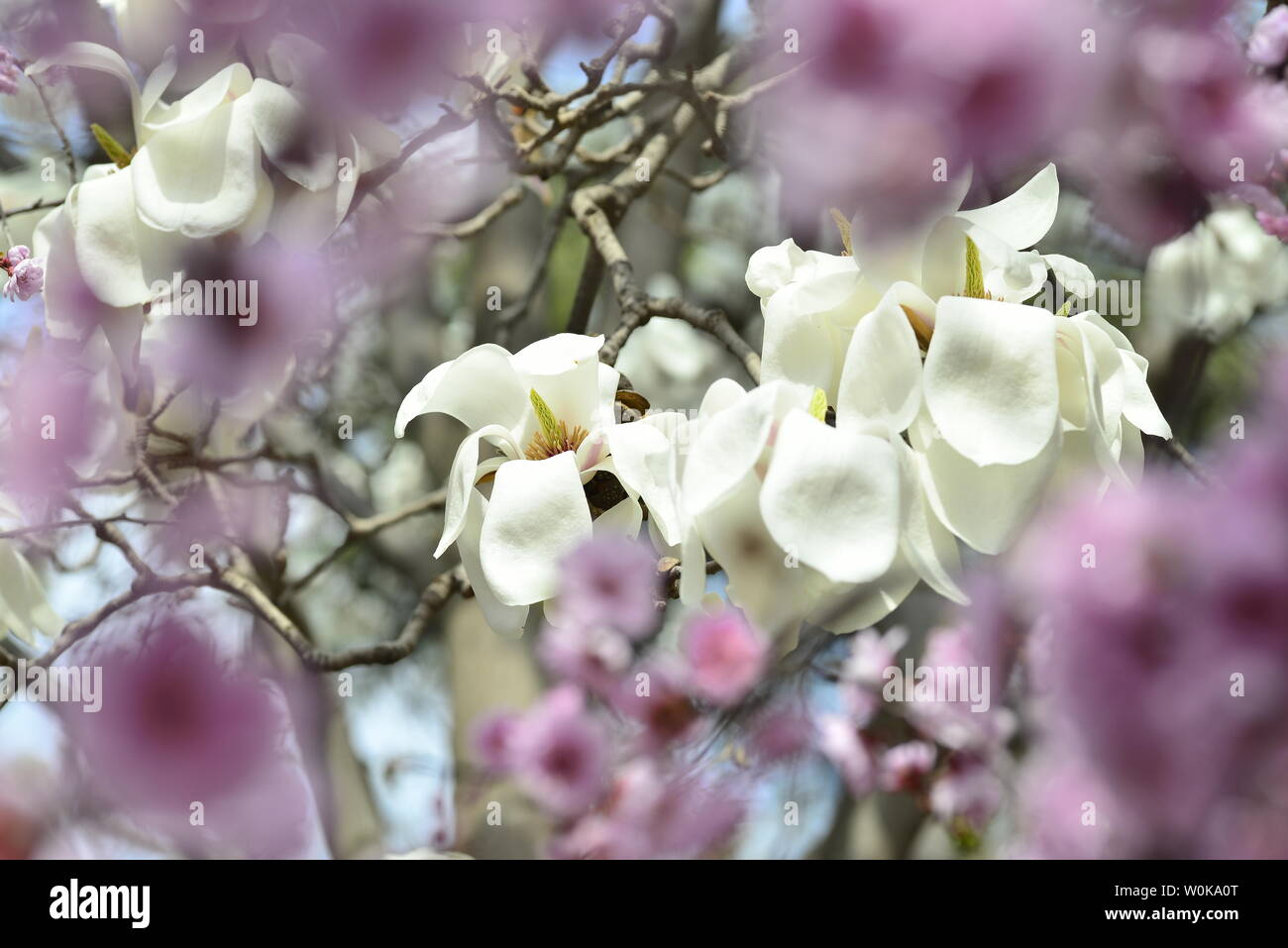 Magnolia and cherry blossoms hi-res stock photography and images - Alamy
