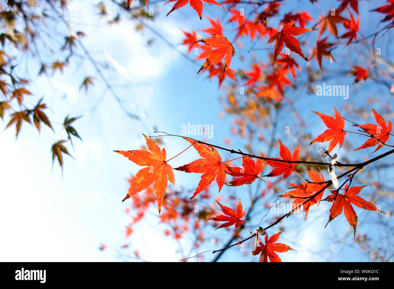 Chicken claw maple hi-res stock photography and images - Alamy
