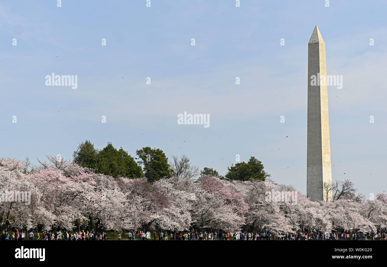 People walk along the Tidal Bason with cherry blossoms in bloom on ...