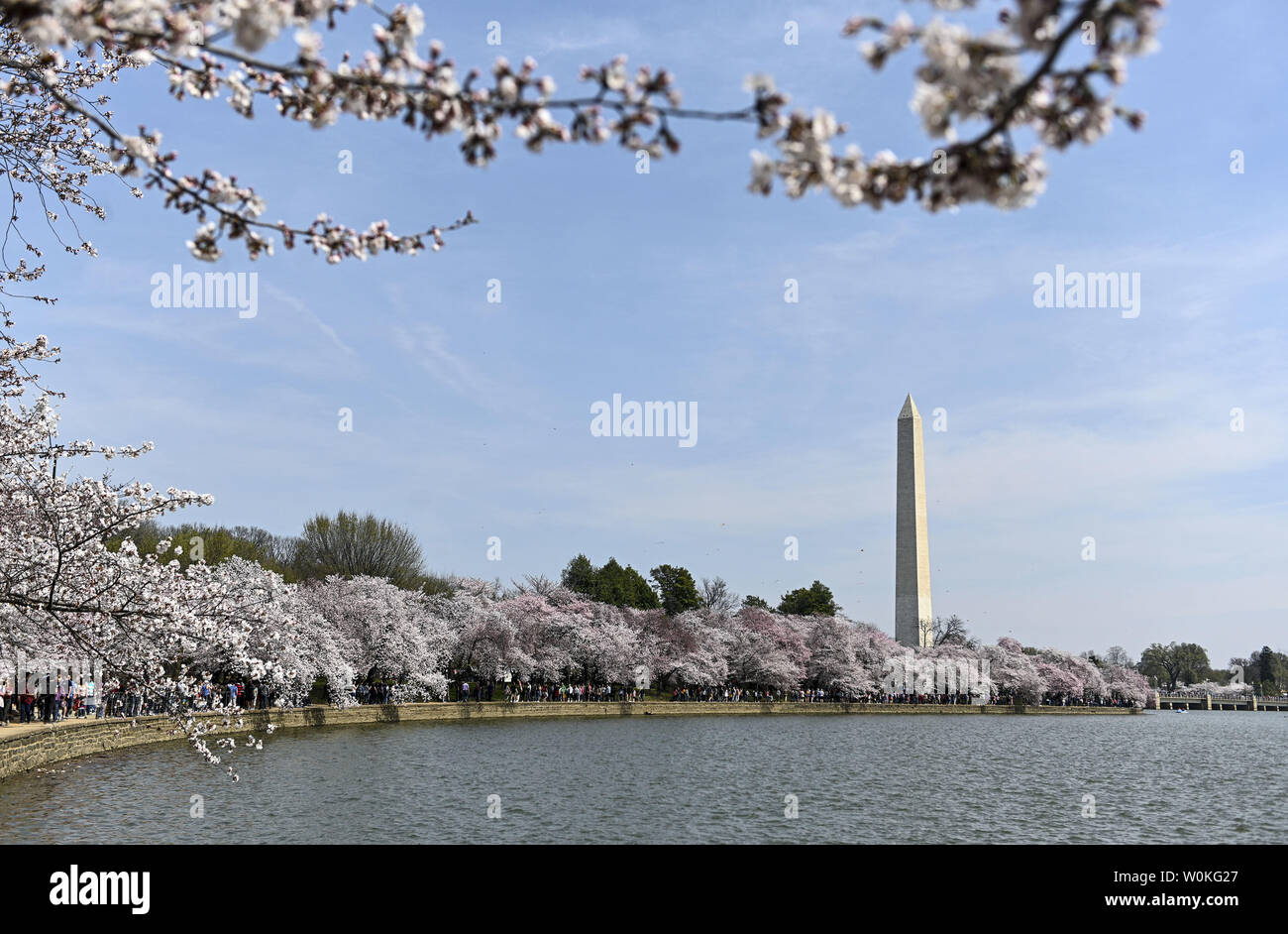 People walk along the Tidal Bason with cherry blossoms in bloom on ...