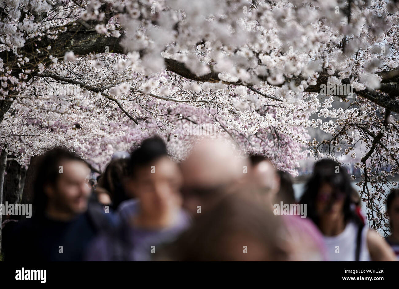 People walk along the Tidal Bason with cherry blossoms in bloom on ...