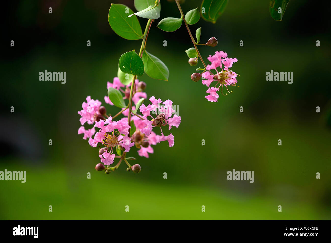 Wild crape myrtle hi-res stock photography and images - Alamy