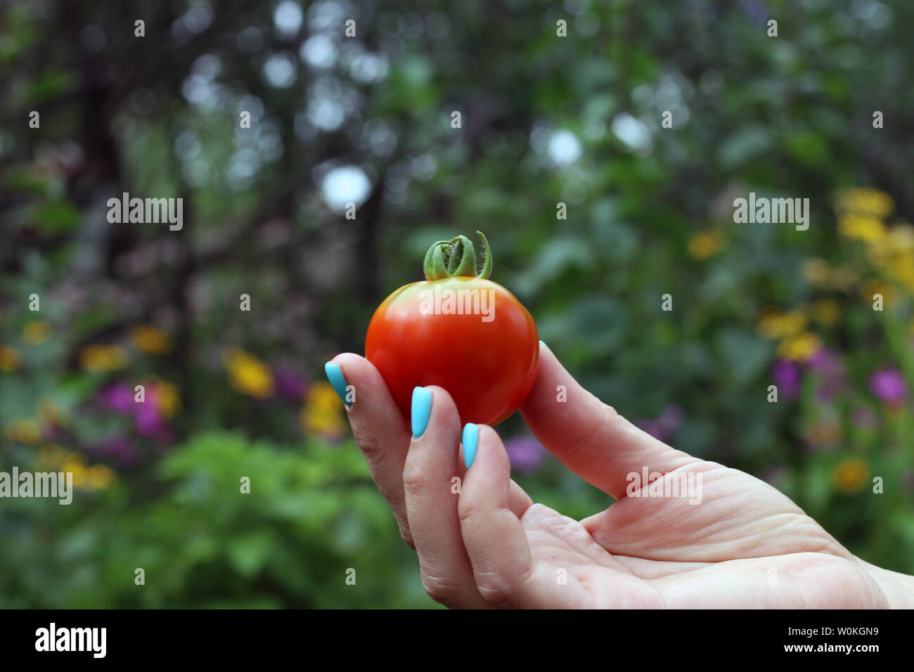 Farm grown organic tomato Stock Photo - Alamy