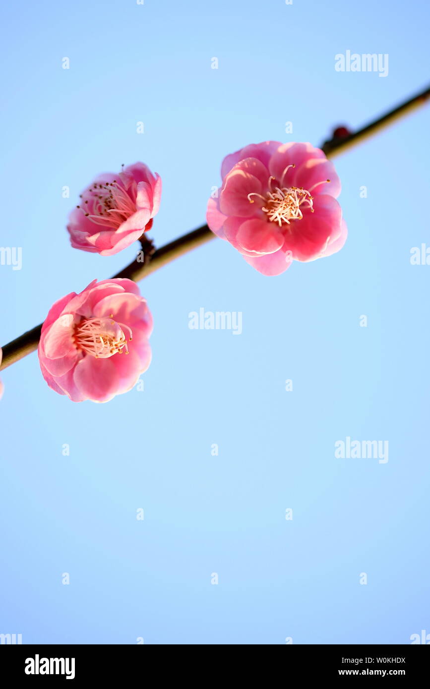 Pink spring plum blossom Stock Photo - Alamy