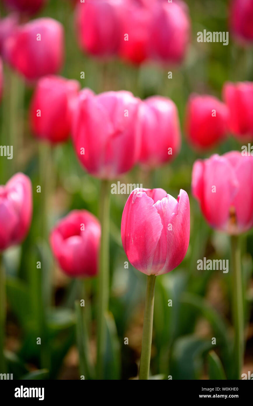 Rosy illustrations hi-res stock photography and images - Alamy