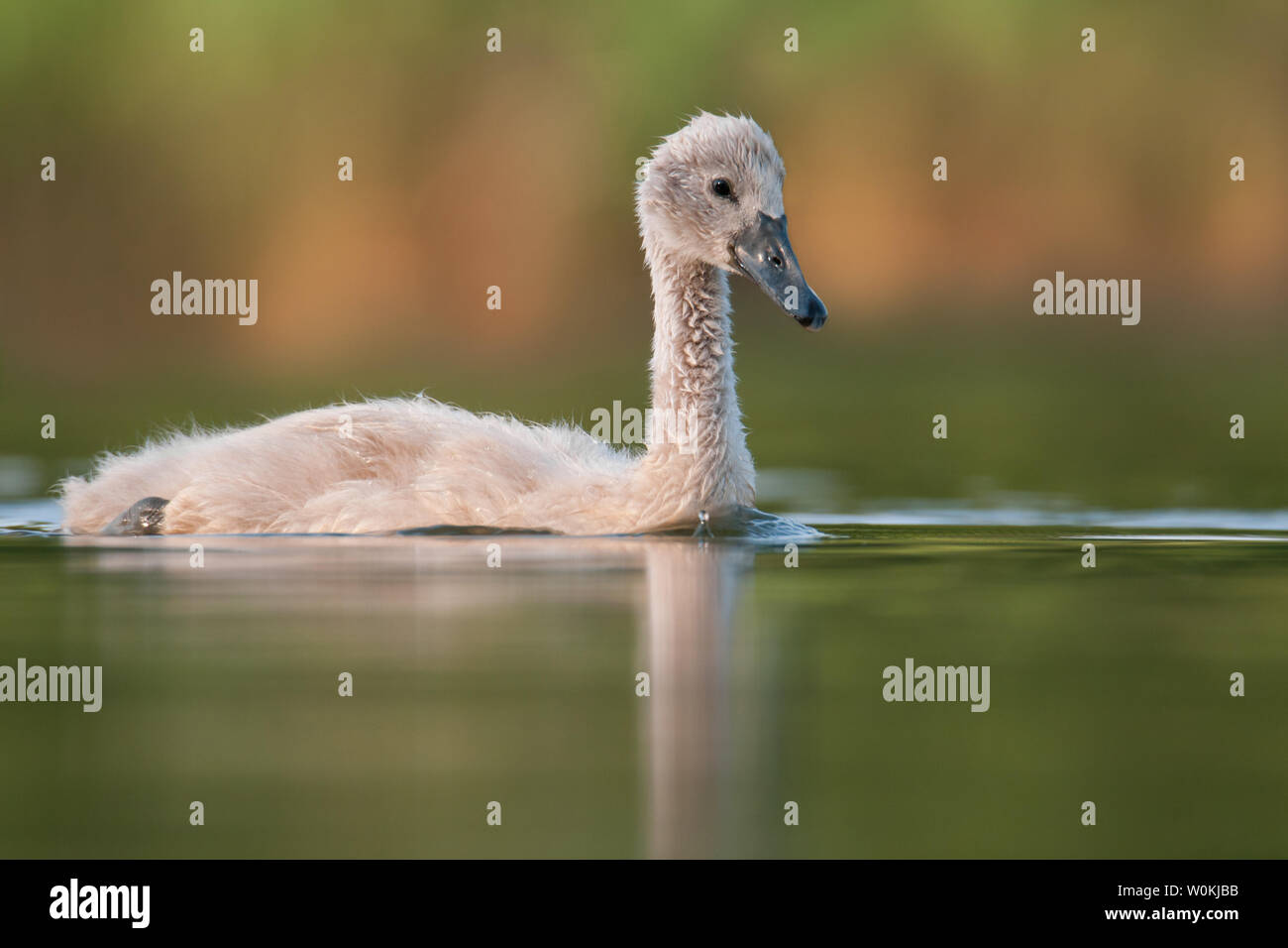 Mute swan (Cygnus olor) duckling, amazing duck from a beautiful pond ...