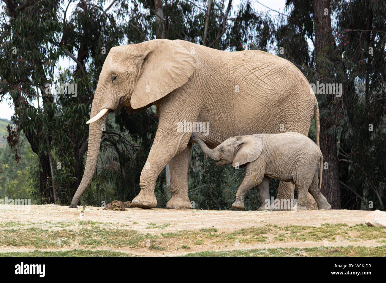 African elephants, kind loving tender relationship, mother and child, cute tiny baby elephant ...