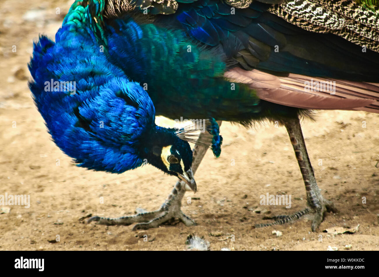 Man with beak hi-res stock photography and images - Alamy