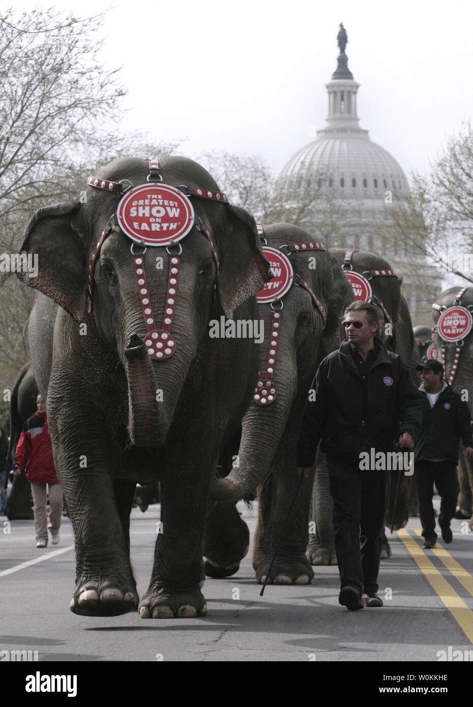 Elephants from the Ringling Brothers and Barnum & Bailey Circus parade ...