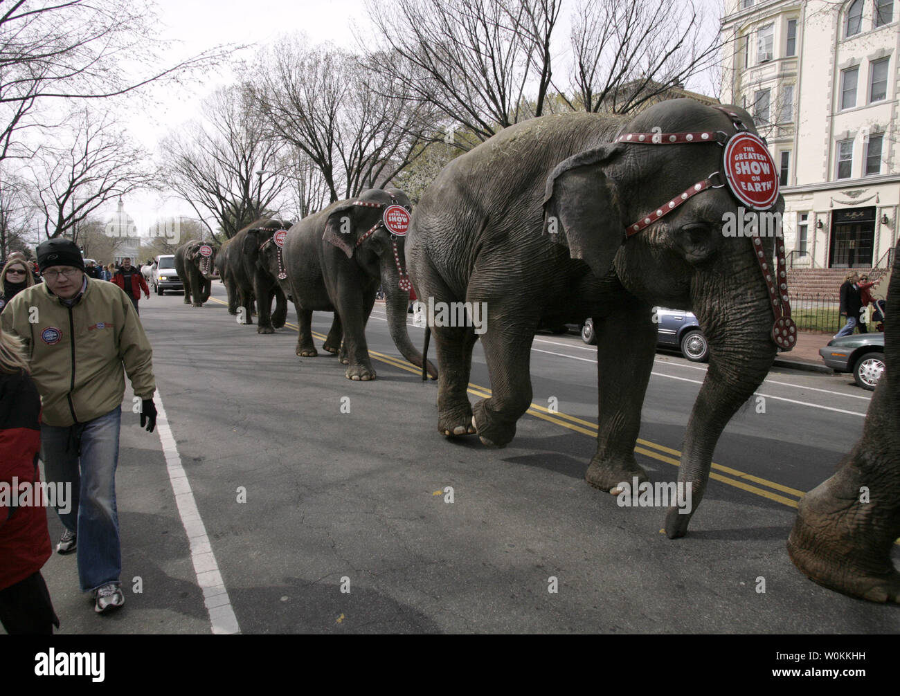 Elephants from the Ringling Brothers and Barnum & Bailey Circus parade ...