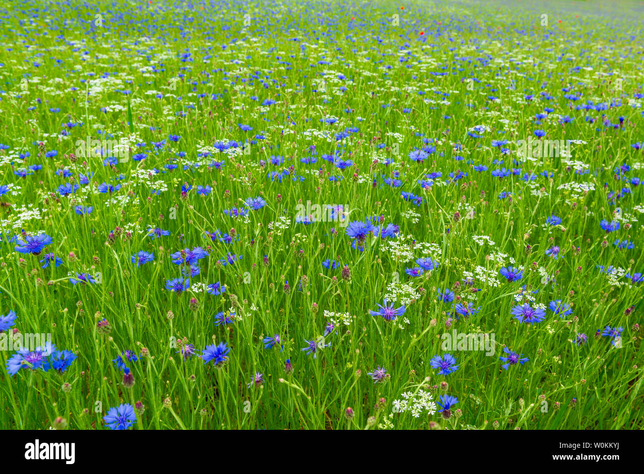 Alpine grass hi-res stock photography and images - Alamy