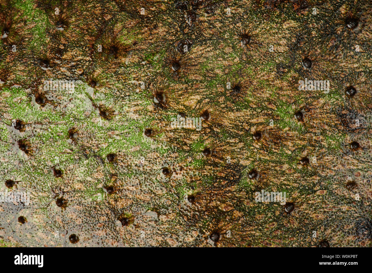 Texture of tropical soursop fruit macro close up view Stock Photo - Alamy