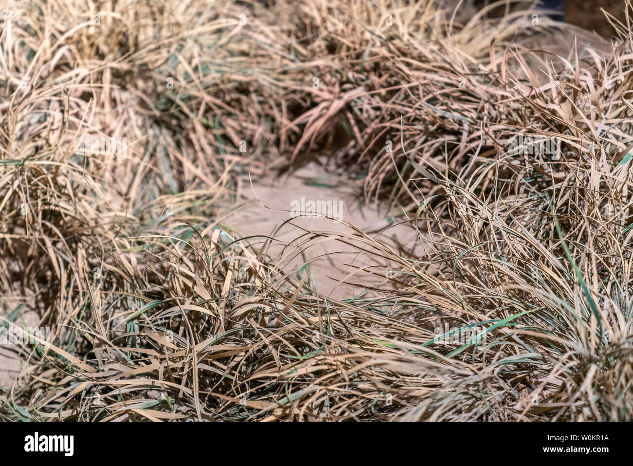A mass of dead grass on the ground Stock Photo - Alamy