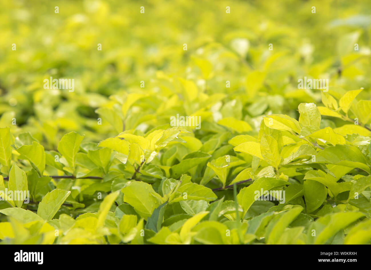 Photos of greenery after rain Stock Photo - Alamy