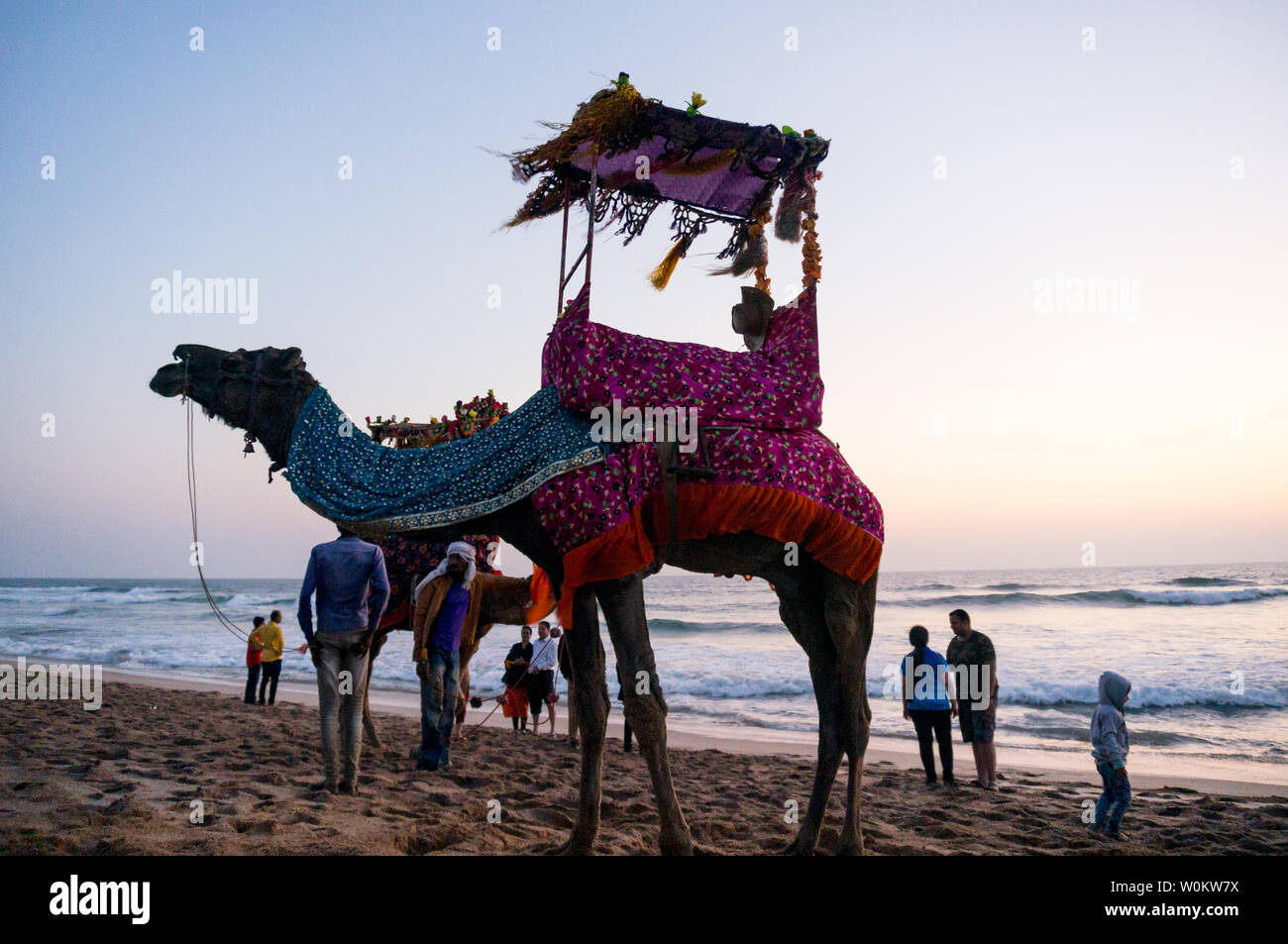 Diu, Daman, Gujarat, India - Circa 2019: Camel on beach with a hat ...