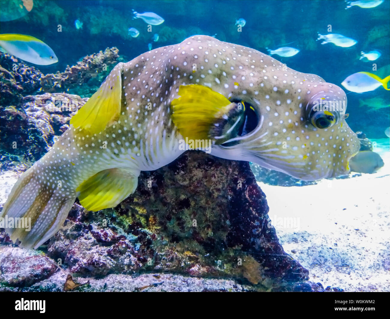 La rochelle plant hi-res stock photography and images - Alamy