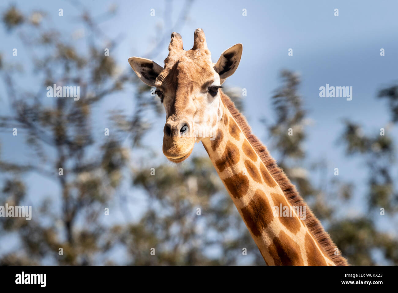Giraffe hanging out in the sun Stock Photo - Alamy