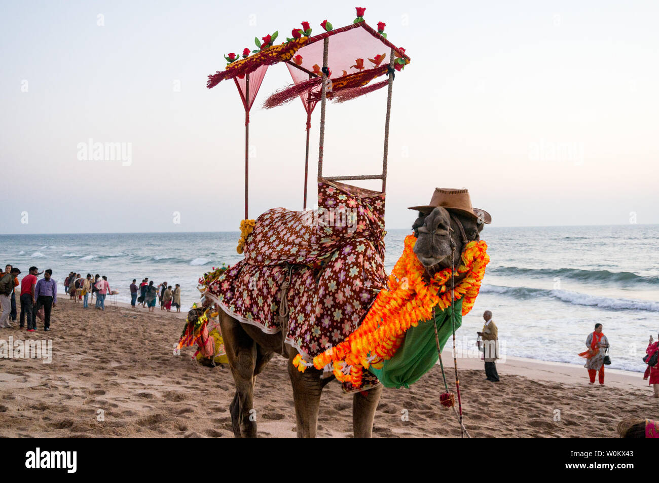 Diu, Daman, Gujarat, India - Circa 2019: Camel on beach with a hat ...