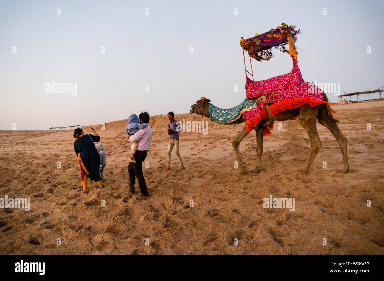 Trained Camel High Resolution Stock Photography and Images - Alamy