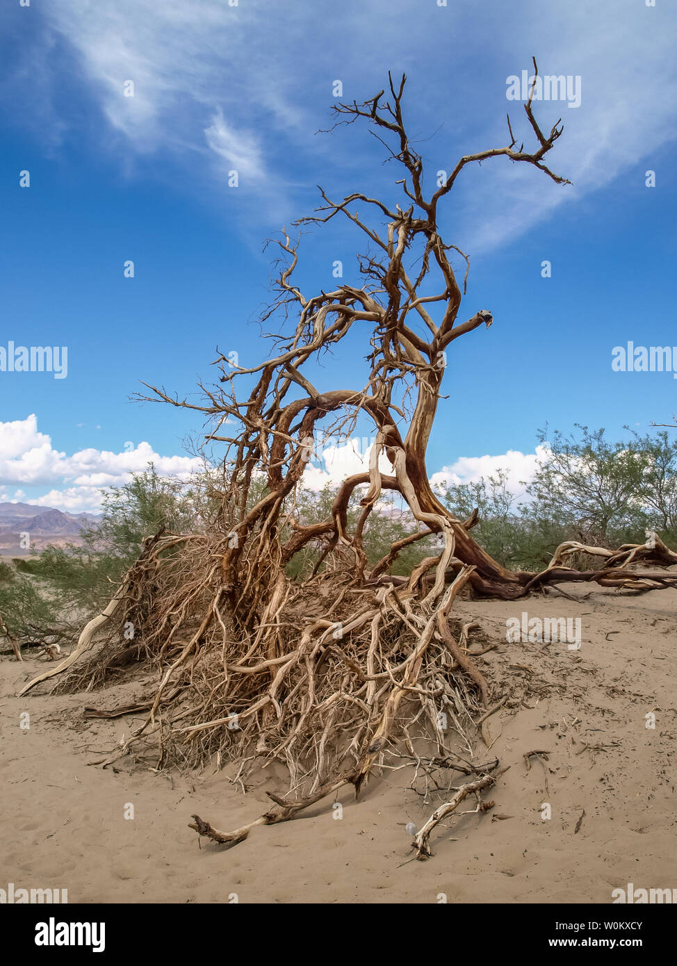 Dried tree in hi-res stock photography and images - Alamy