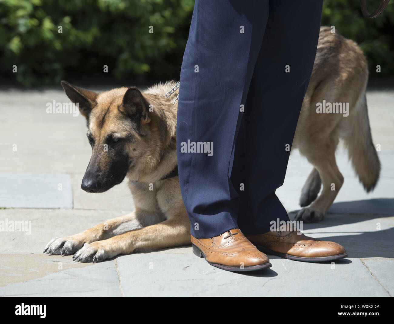 Ptsd dogs hi-res stock photography and images - Alamy
