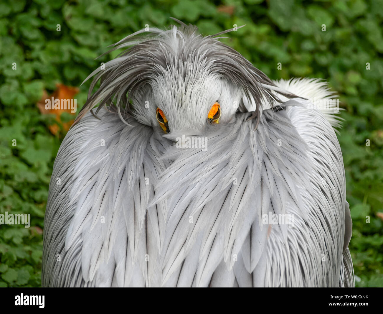 Sleeping pelican hi-res stock photography and images - Alamy