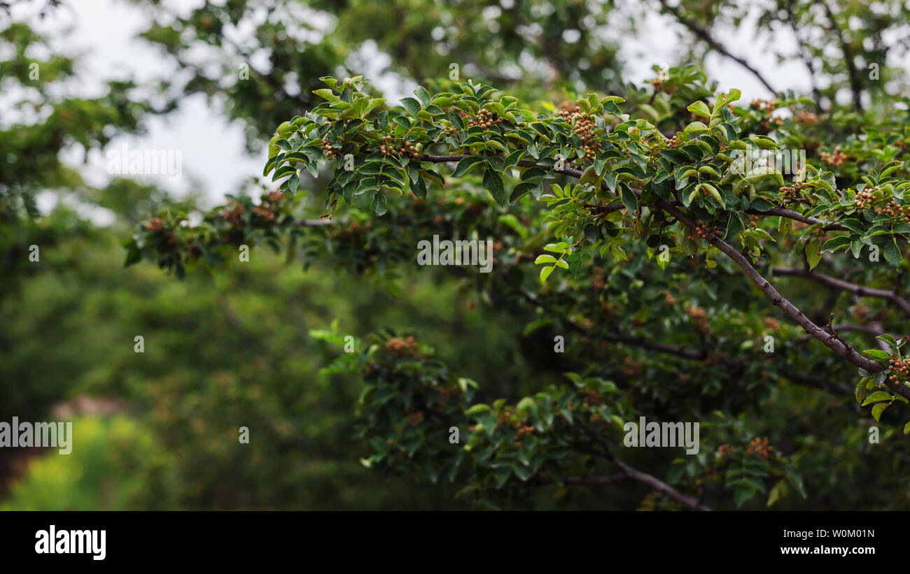 Big red robe hi-res stock photography and images - Alamy