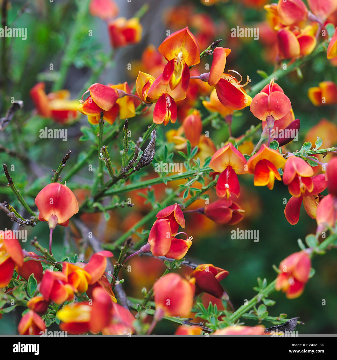 Red and yellow broom hi-res stock photography and images - Alamy
