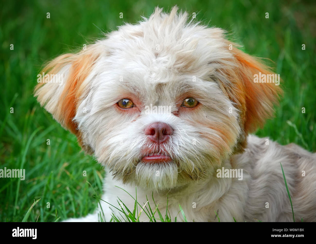 Cute Dog High Resolution Stock Photography and Images - Alamy