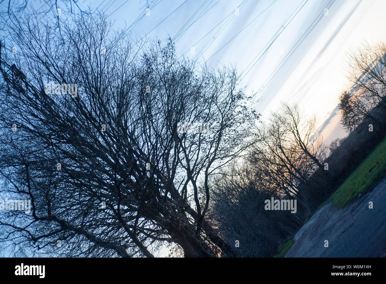Tree diagonal on electric tower vintage background fine art in high ...