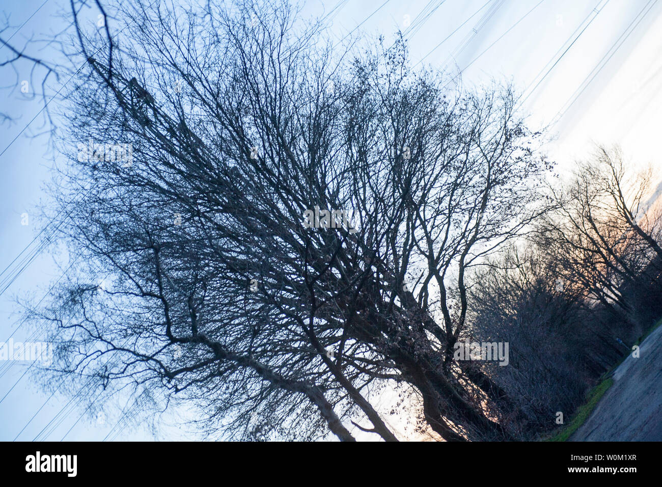 Tree diagonal on electric tower vintage background fine art in high ...