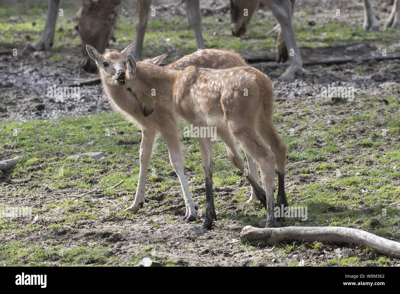 Splayed hooves hi-res stock photography and images - Alamy