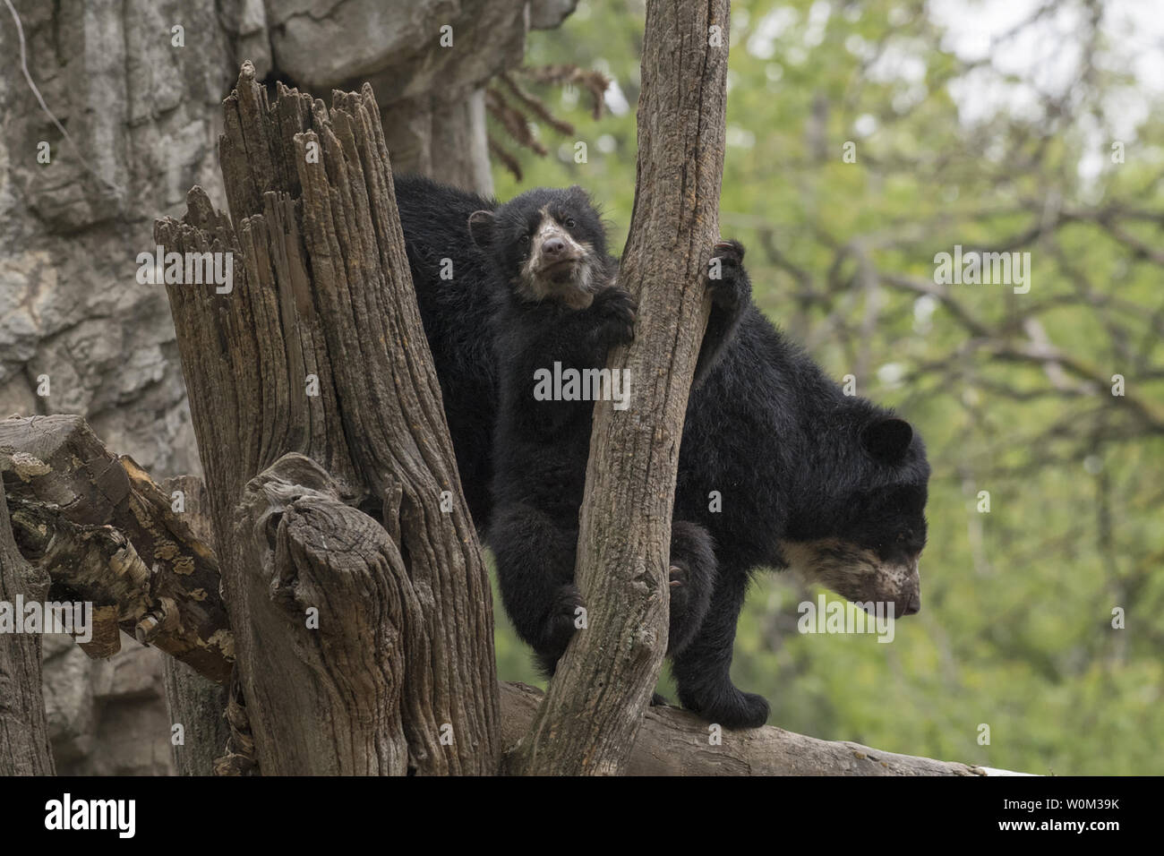 A male Andean bear cub, born over the winter at WCS's (Wildlife ...