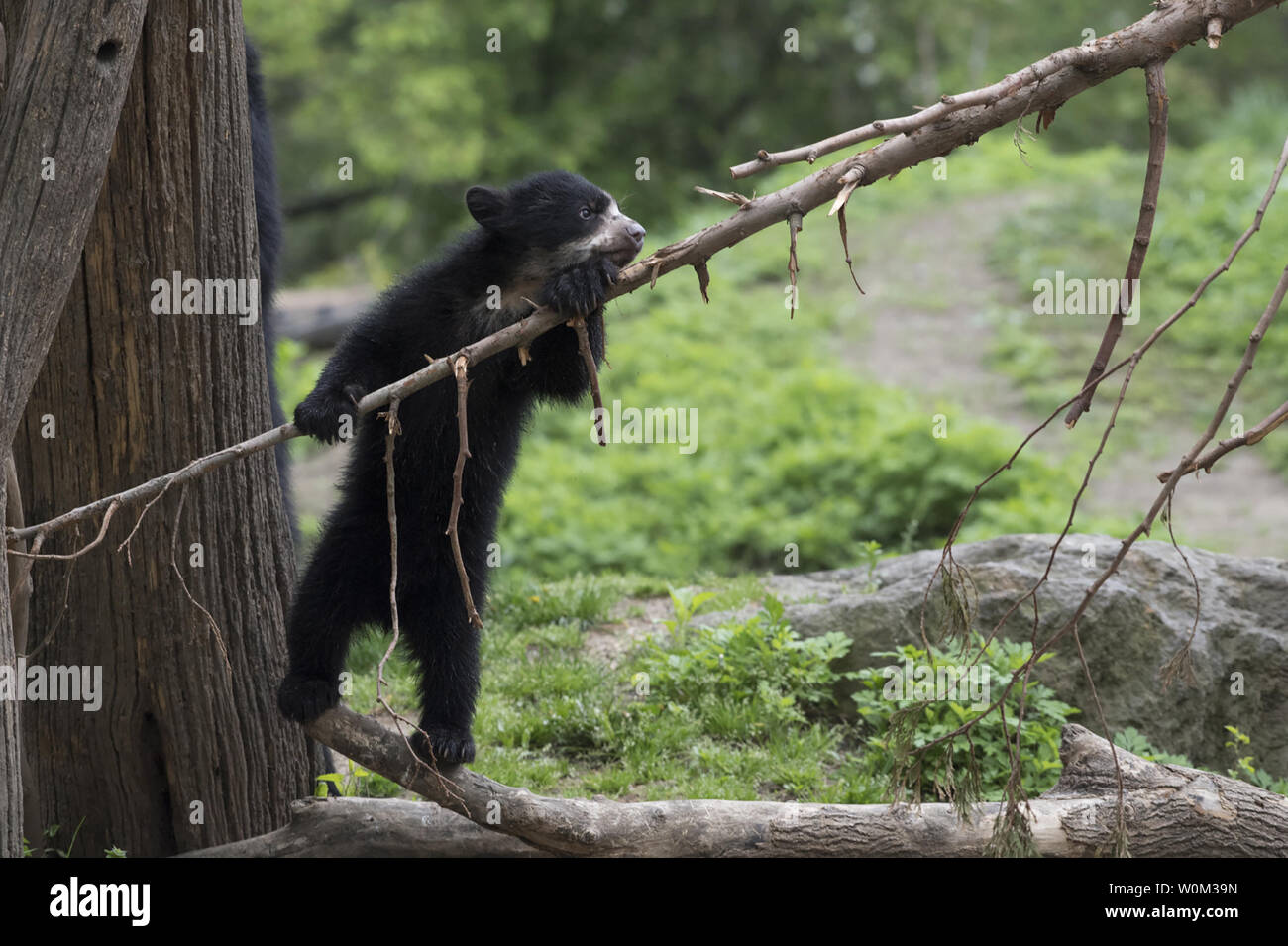 A male Andean bear cub, born over the winter at WCS's (Wildlife ...