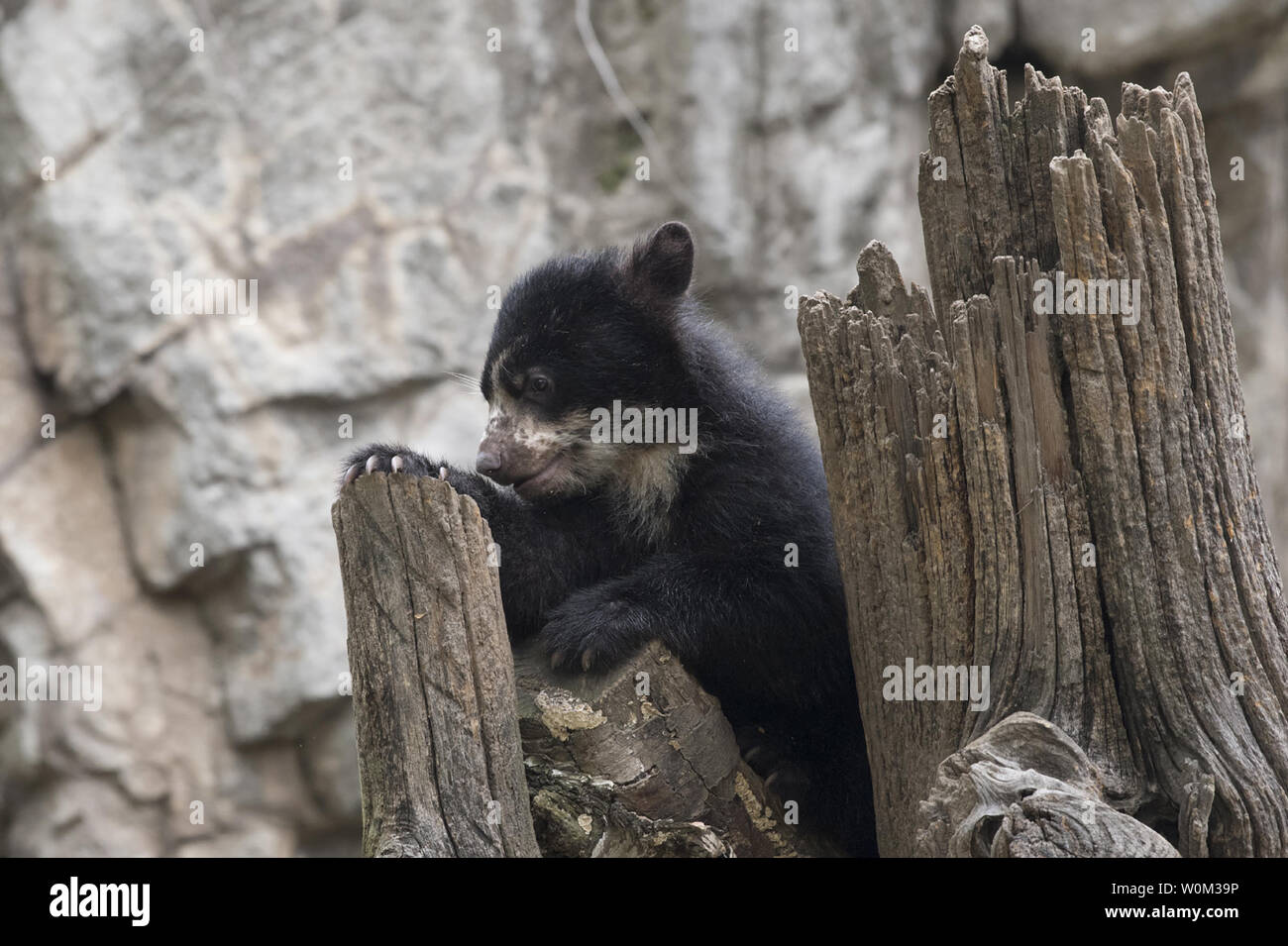 Male spectacled bear hi-res stock photography and images - Alamy