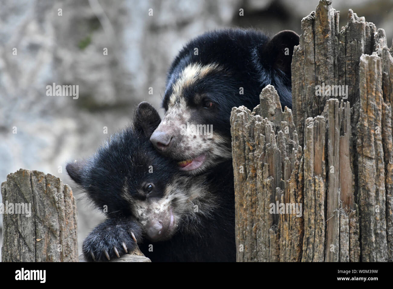 Male spectacled bear hi-res stock photography and images - Alamy