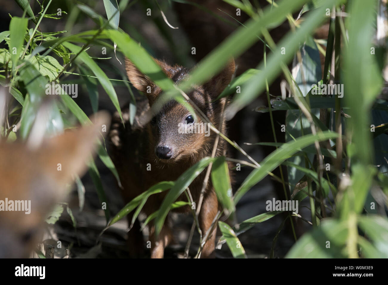 Southern or chilean or common pudu pudu puda hi-res stock photography ...