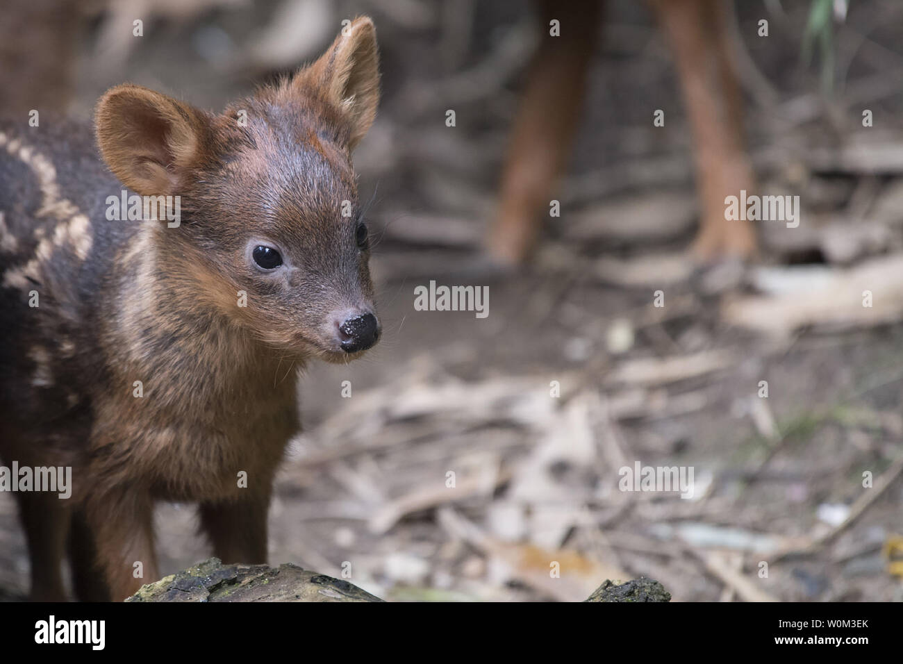 A southern pudu fawn (Pudu puda) - the world's smallest deer species ...