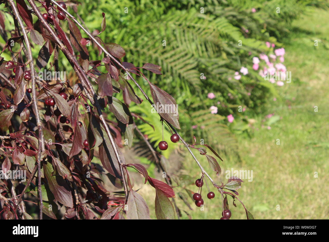Upside down tree hi-res stock photography and images - Alamy
