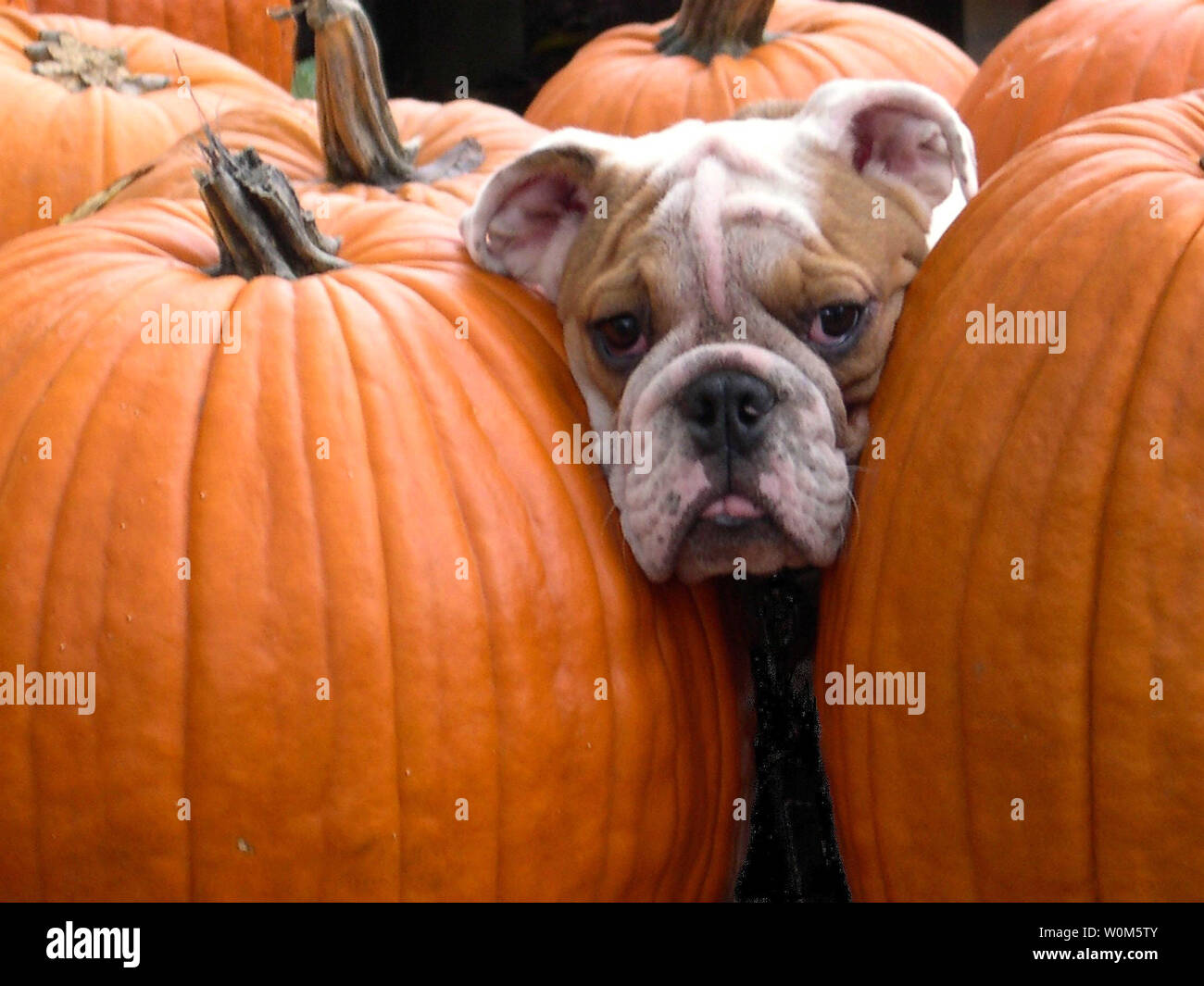 Danvers mass hi-res stock photography and images - Alamy