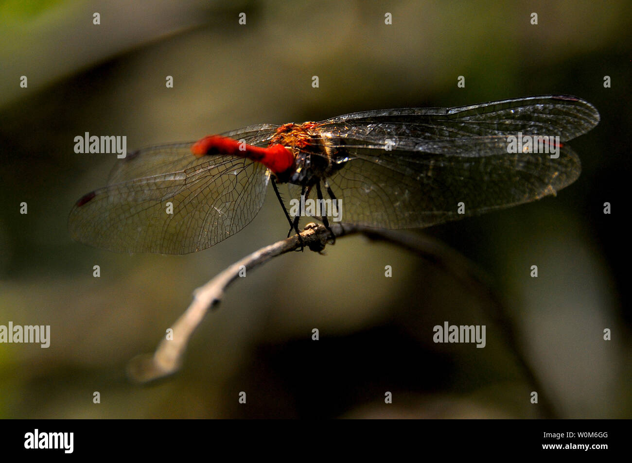 Back dragon wings hi-res stock photography and images - Alamy