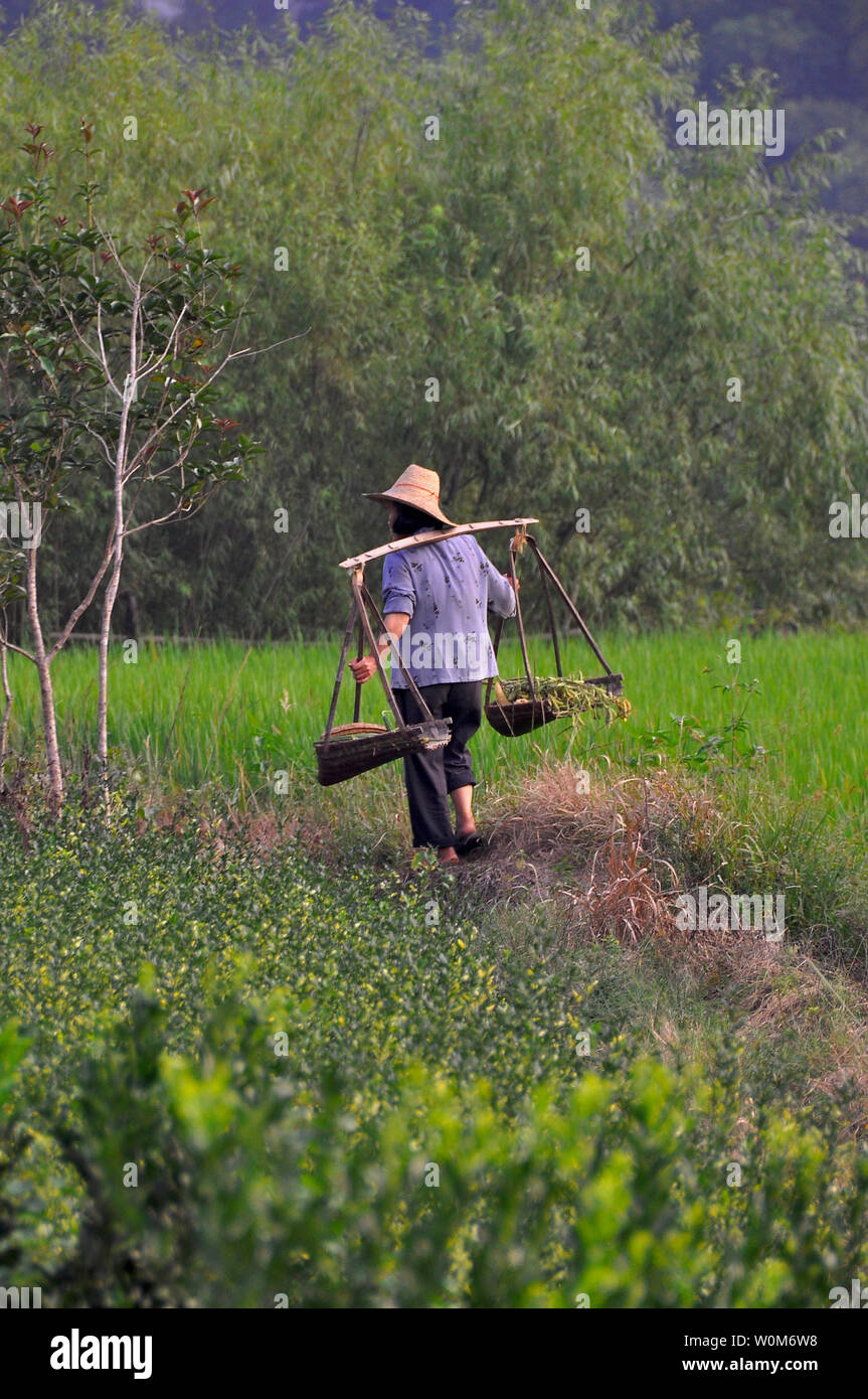 Female worker in rice fields rural China, Guilin Stock Photo - Alamy